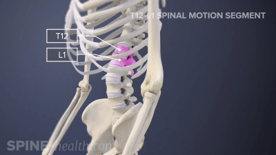 Spinal Motion Segment: T12-L1 Animation | Spine-health