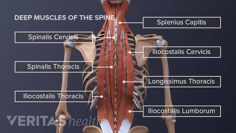 Muscles Of The Back What Are Muscle Knots? An Exercise Physiologist