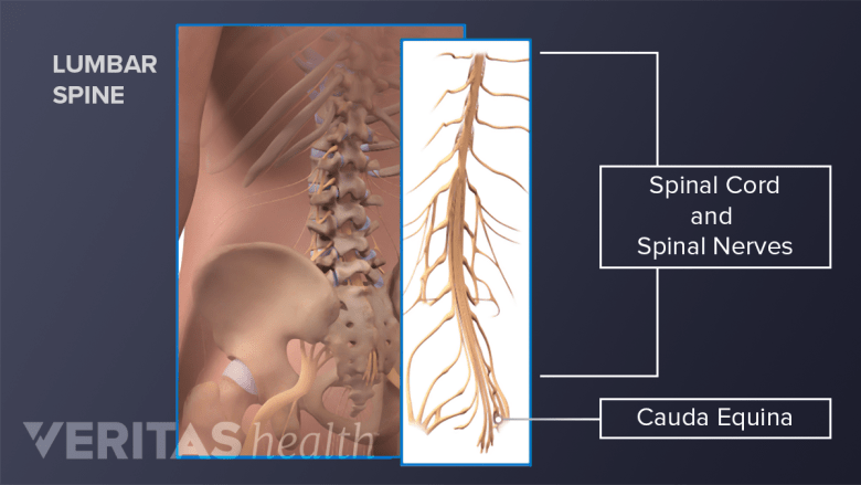 Médula espinal y cola de caballo de la columna lumbar | Spine-health