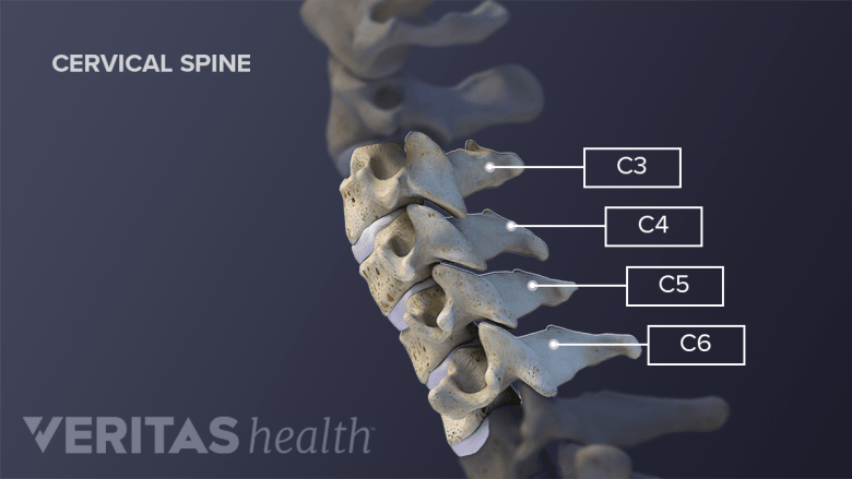 Cervical Vertebrae | Spine-health