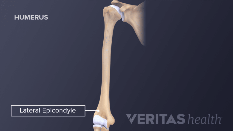 Epicondyle Humerus Lateral Approach To The Cat Distal Humerus