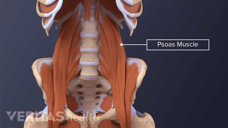 The Essential Role of the Psoas Muscle | Spine-health