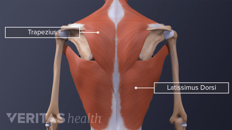 Soft Tissues of the Shoulder | Sports-health