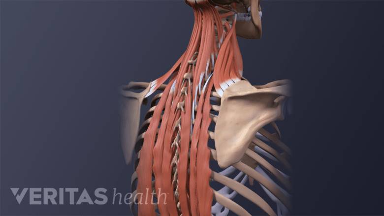 Massage Therapy for Chronic Stiff Neck | Spine-health