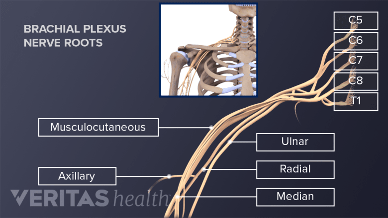 Soft Tissues of the Shoulder | Sports-health