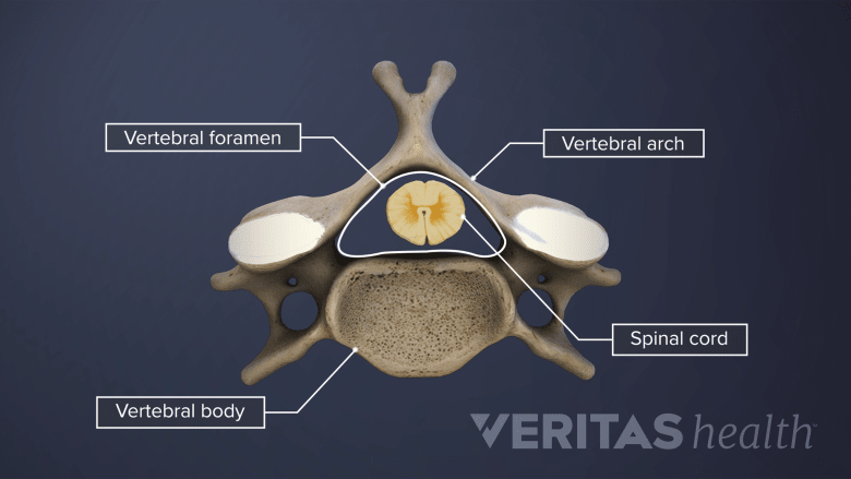 Spinal Cord Anatomy in the Neck | Spine-health