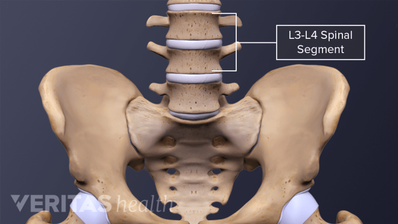 All About the L3-L4 Spinal Segment | Spine-health