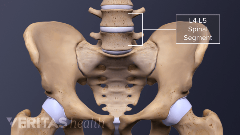 All About the L4-L5 Spinal Segment | Spine-health