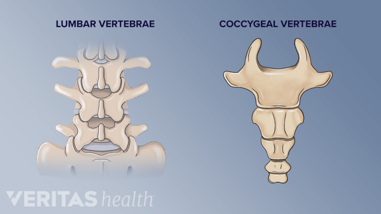 Anatomy of the Coccyx (Tailbone) | Spine-health