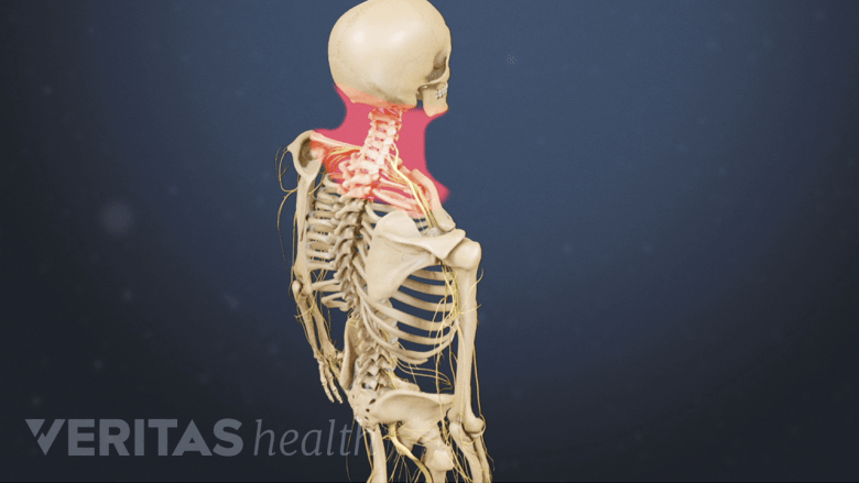The C1-C2 Vertebrae and Spinal Segment | Spine-health