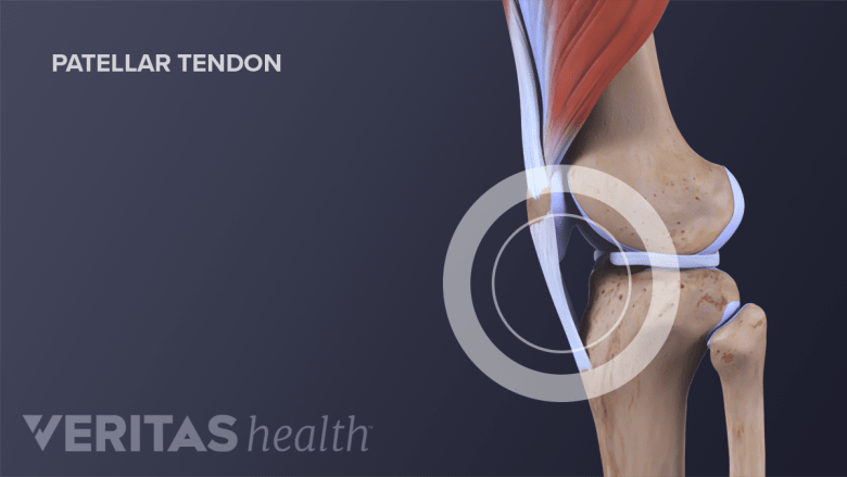 Knee Anatomy | Arthritis-health