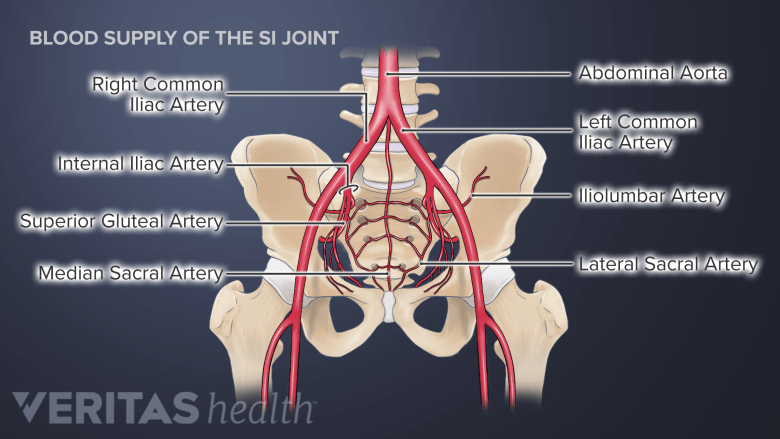 Sacroiliac Joint Ligaments and Muscles | Spine-health