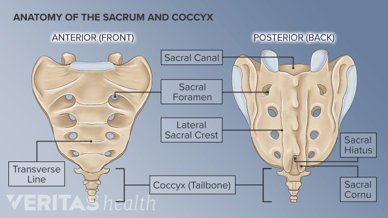 Coccydynia (Tailbone Pain) Causes | Spine-health