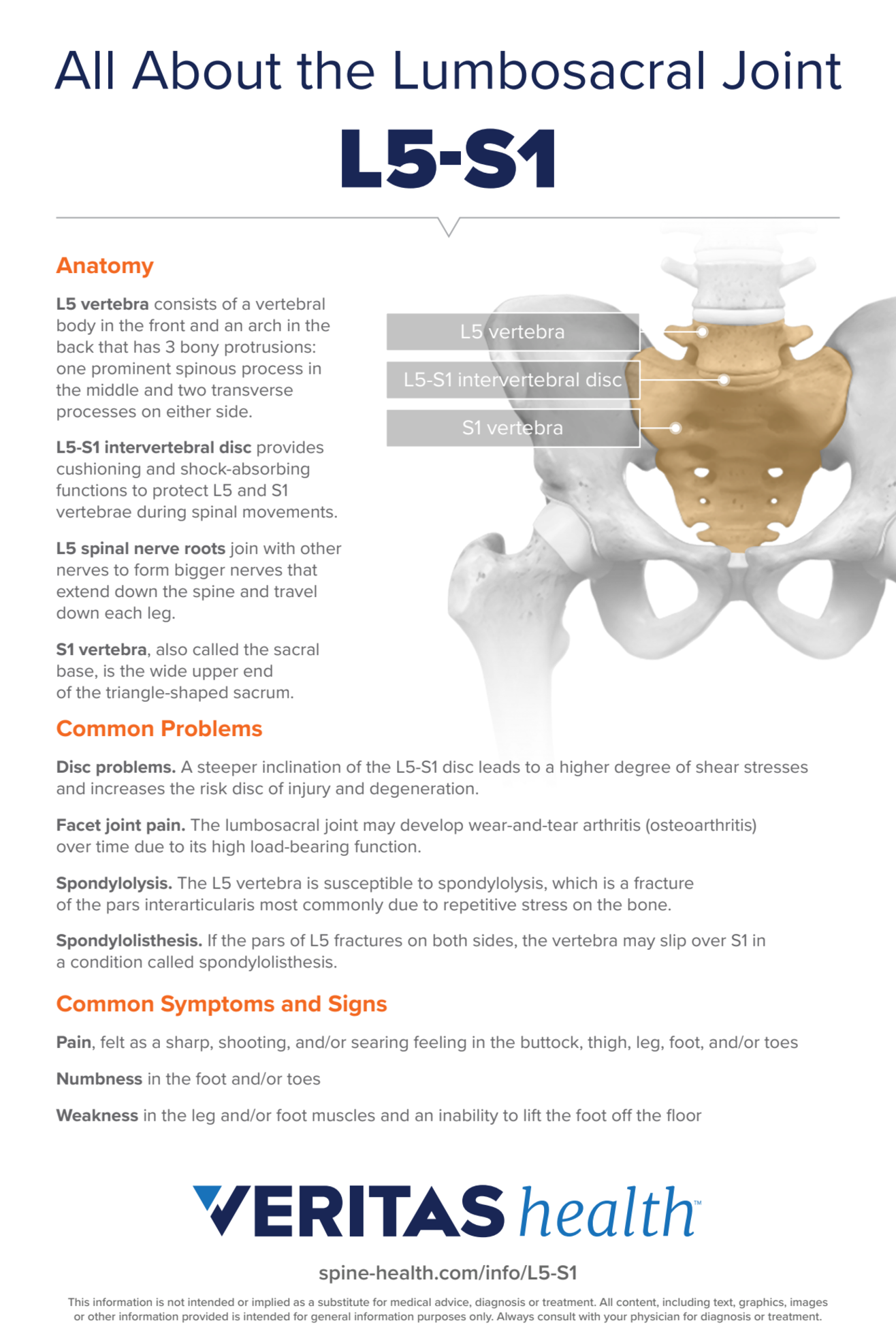 Anatomy of Lumbosacral Joint L5-S1 Infographic | Spine-health