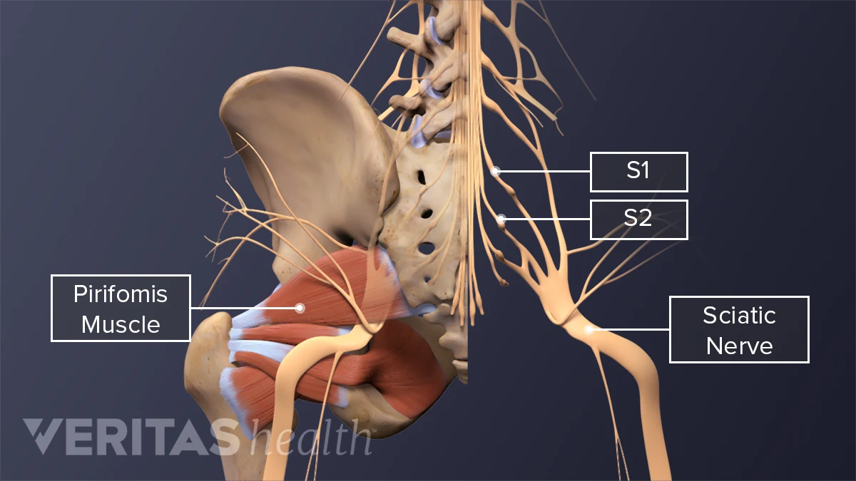 Sciatic Nerve Piriformis Anatomy Physical Therapy In Merced & Atwater