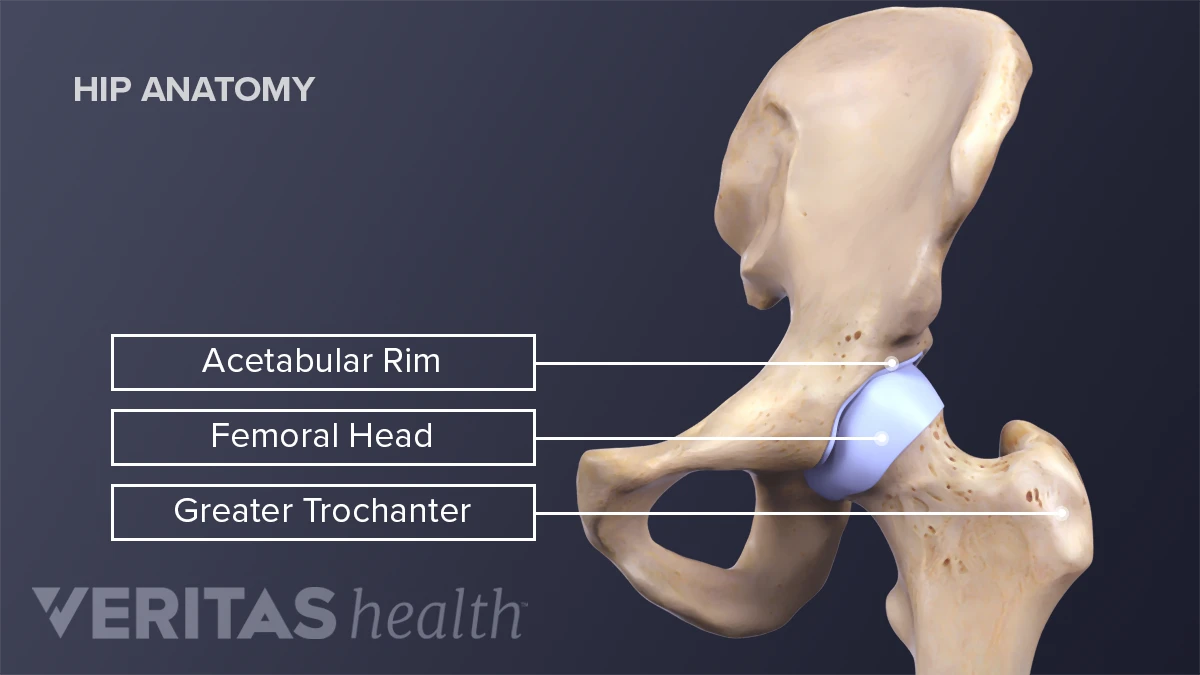 Hip Bone Anatomy The Hip Bone Ilium Ischium Pubis