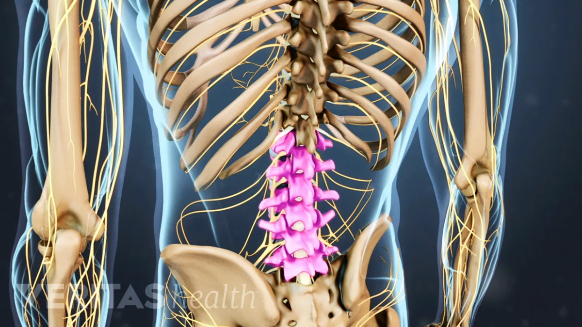 Lumbar Spine Anatomy Lumbar Spine: Normal Anatomy | E Anatomy