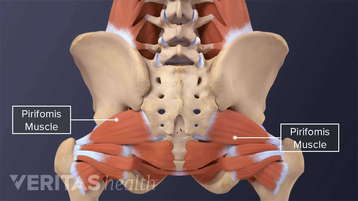 Anatomy Of Coccyx Sacrum Anatomy: Learn The Sacrum Bone (Images,
