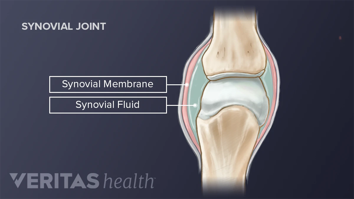 Types Of Synovial Joints Types Of Synovial Joints 3D Scene Mozaik