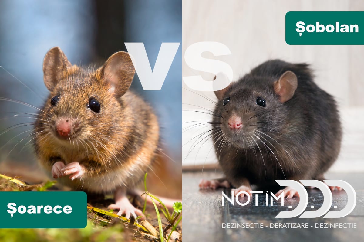 Ce sunt rozătoarele? - Notim DDD