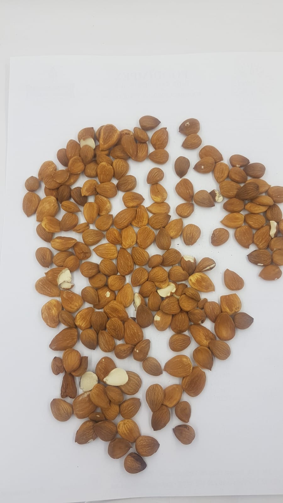 Bitter Apricot Kernels