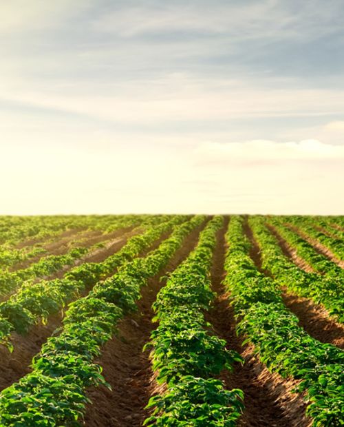 Horticulture Solutions | CropSolutions Australia