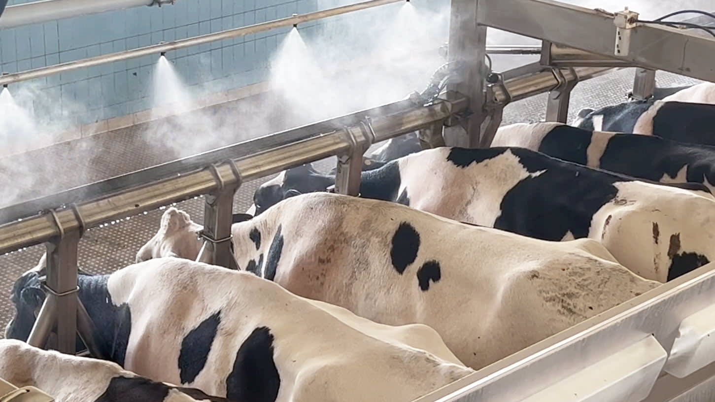 Cows in the Middle East are drinking up to 200 liters of water per day ...