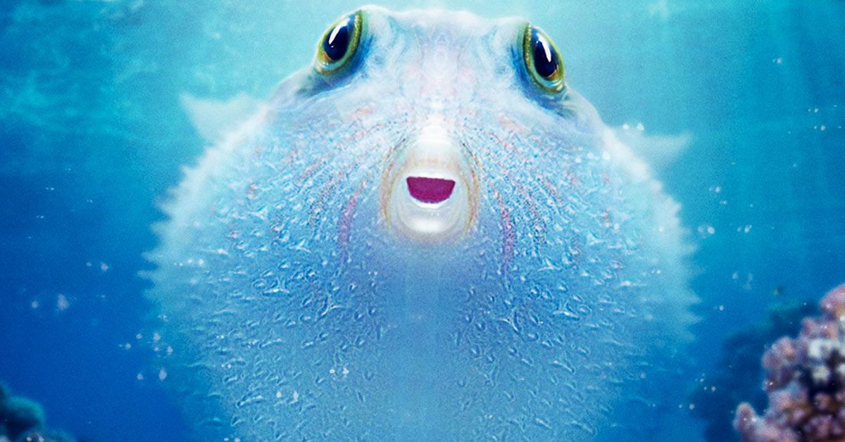 Puff: Wonders of the Reef by Netflix