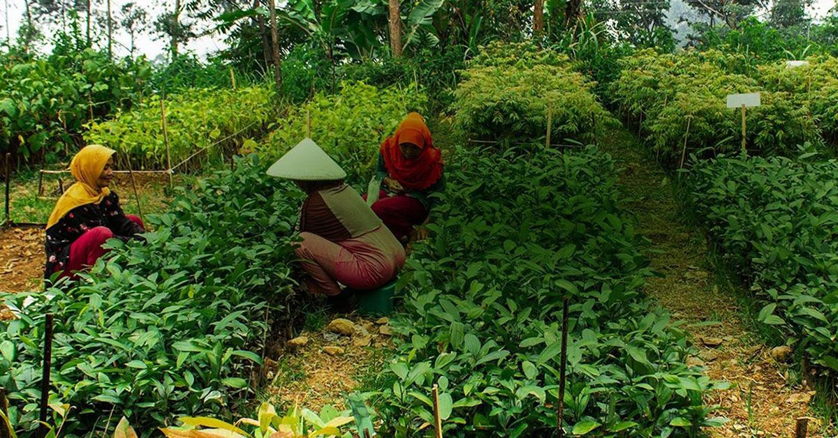 WhereNext | One Tree Planted plants 23 million trees