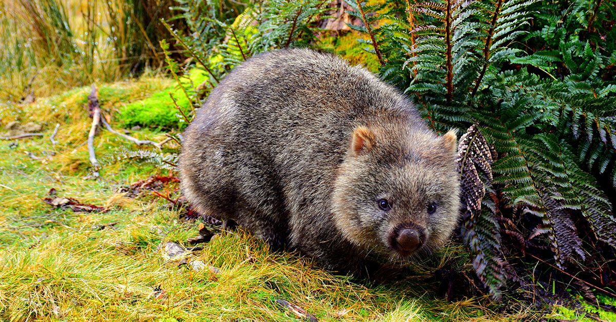 WhereNext | Protecting Wombats in Australia