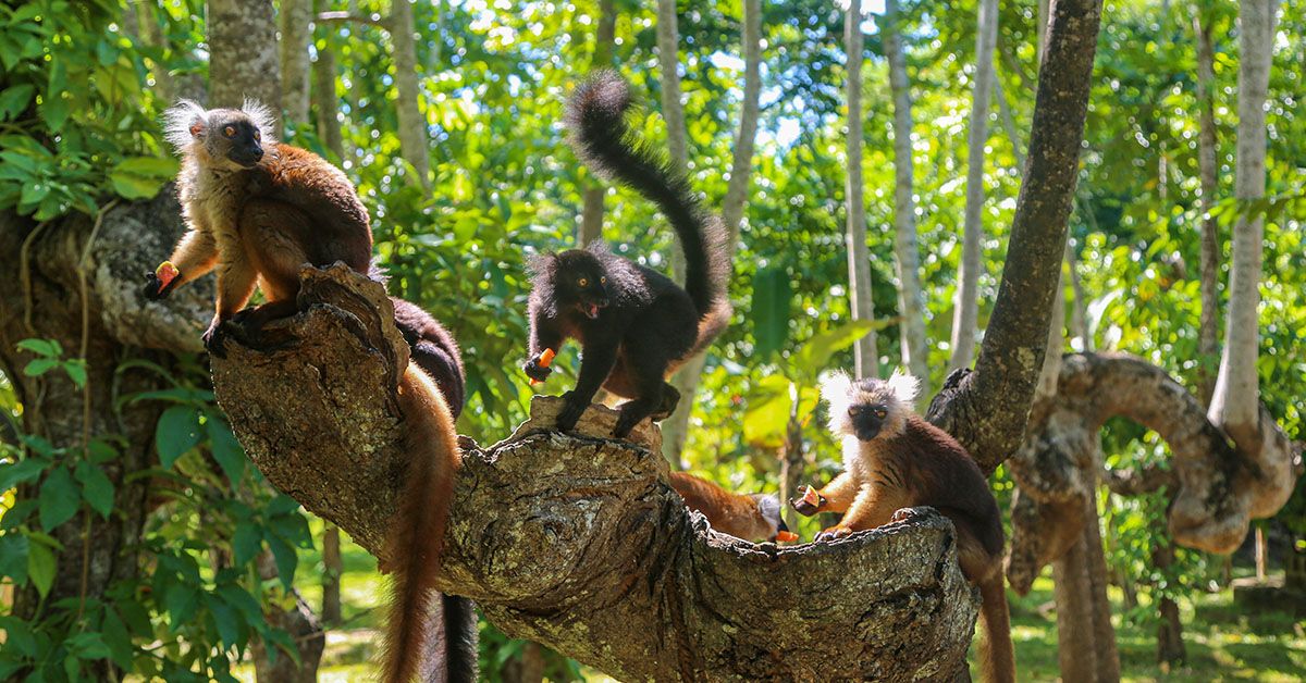 Lemur Conservation in Madagascar | WhereNext
