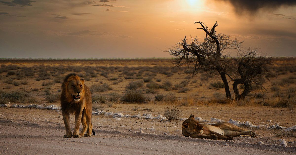 Wildlife Conservation in Namibia | WhereNext