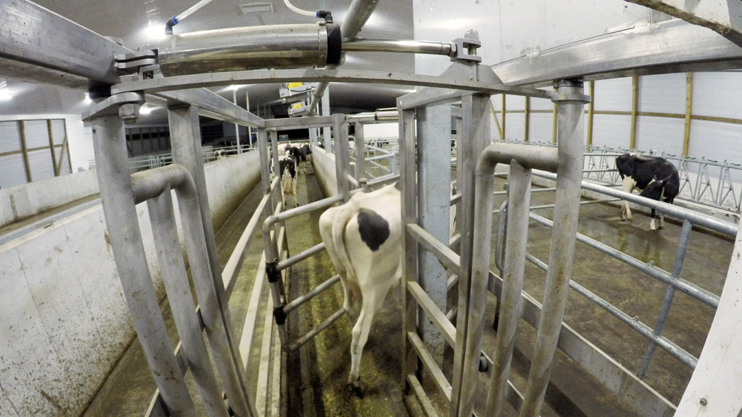 DLS Sort Gates - Dairy Lane Systems - Dairy Equipment