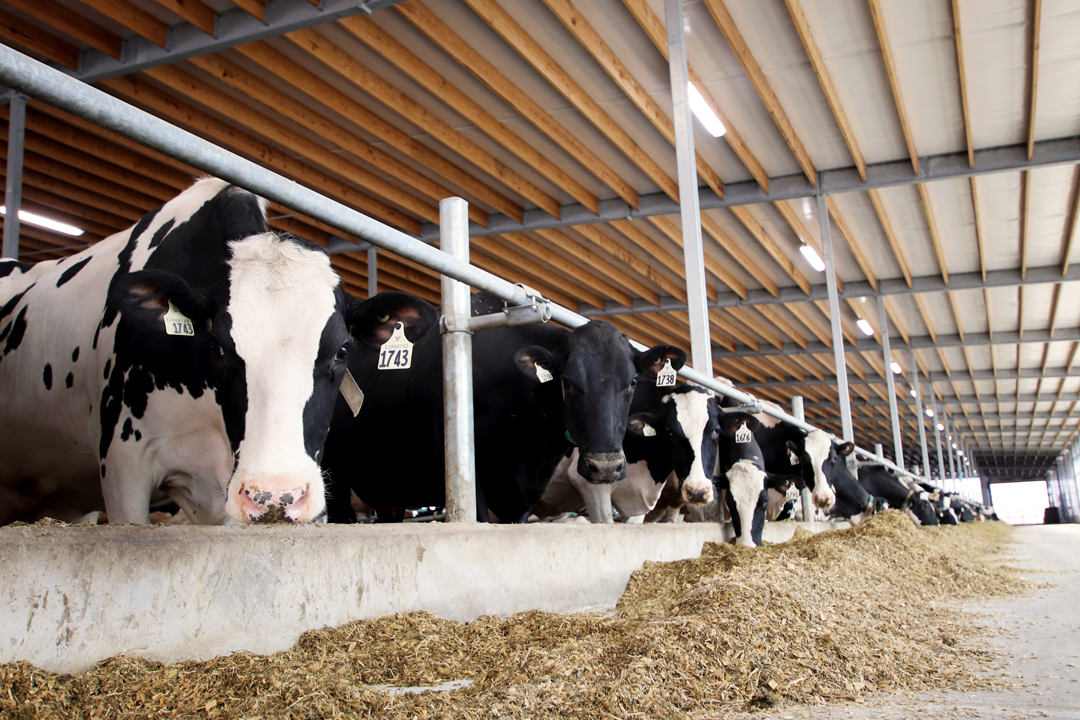 Jourdain Feed Fronts - Dairy Lane Systems - Dairy Barn Equip