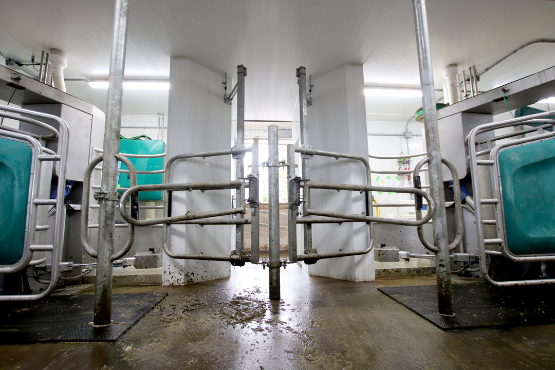 DLS Robot Sort Gates - Dairy Lane Systems - Dairy Barn Equip