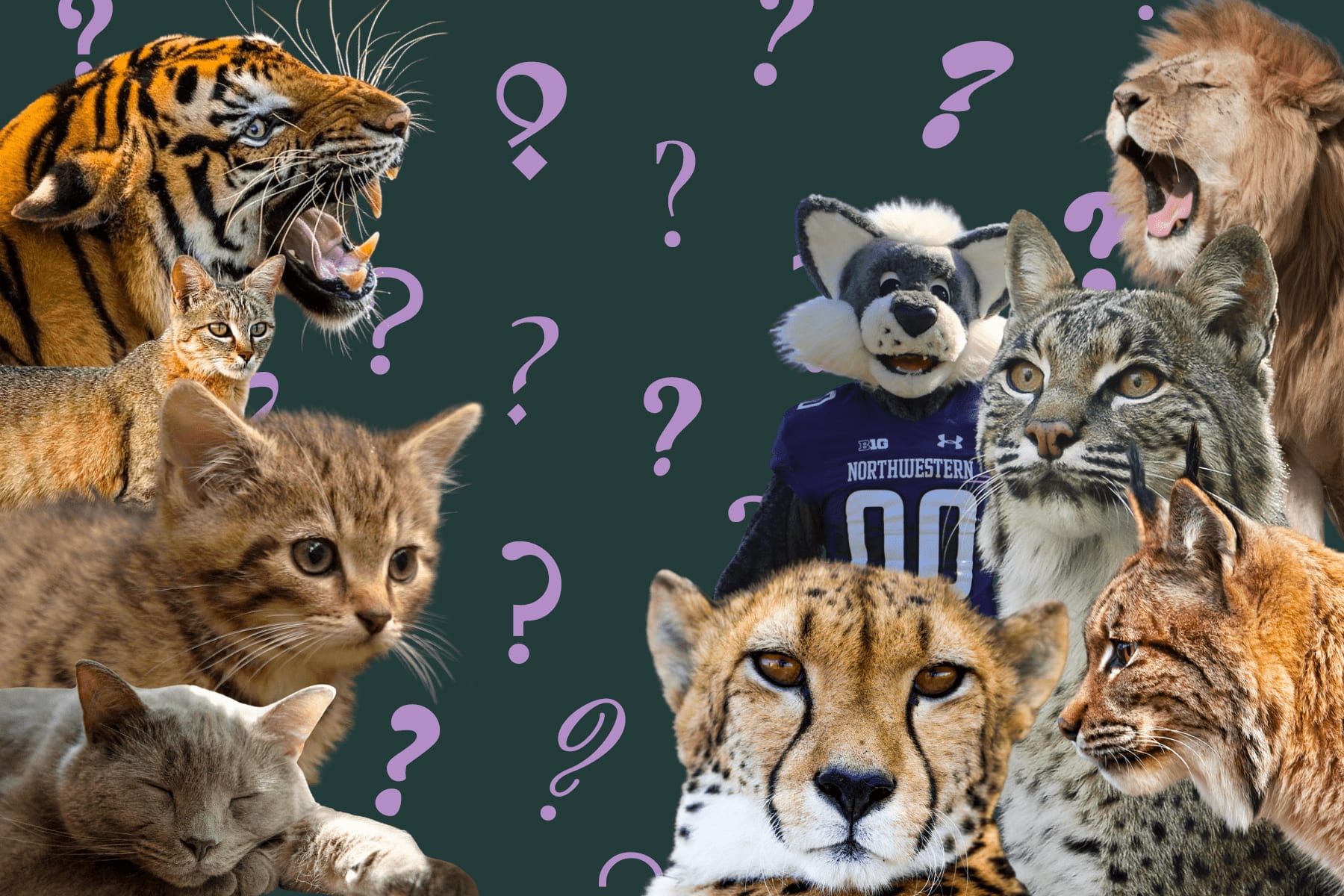 It's time to answer the question: what is a wildcat? – WNUR News