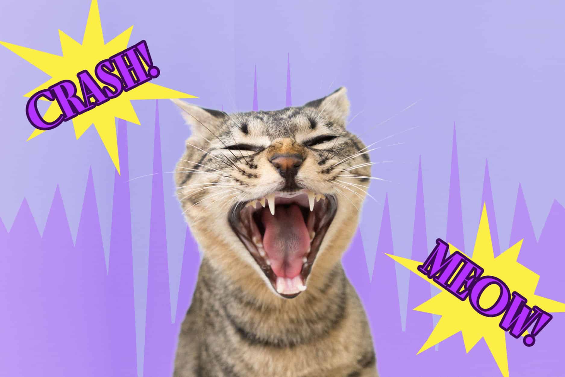 Why you hear THAT cat in every movie crash – WNUR News