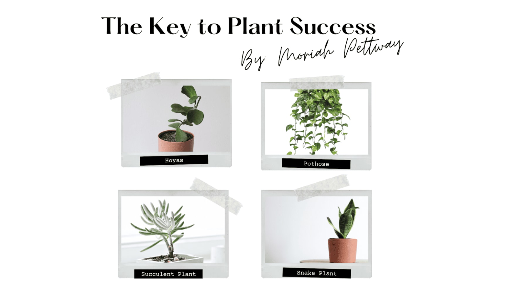 The Key to Plant Success – WNUR News
