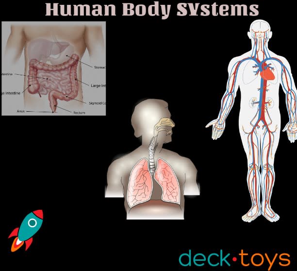 Human Body Systems