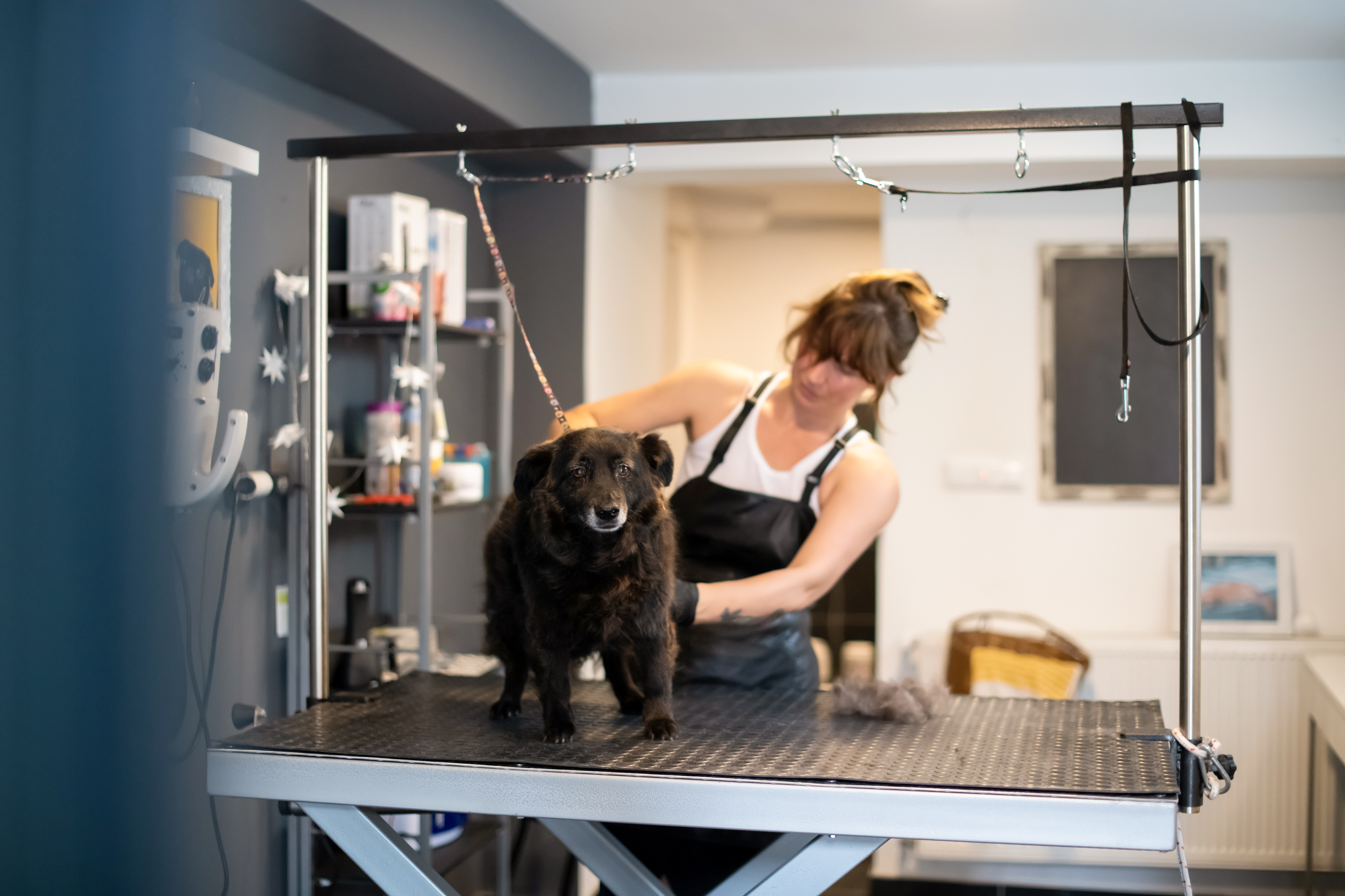 Dog Groomer Career Overview | Vet Career Schools