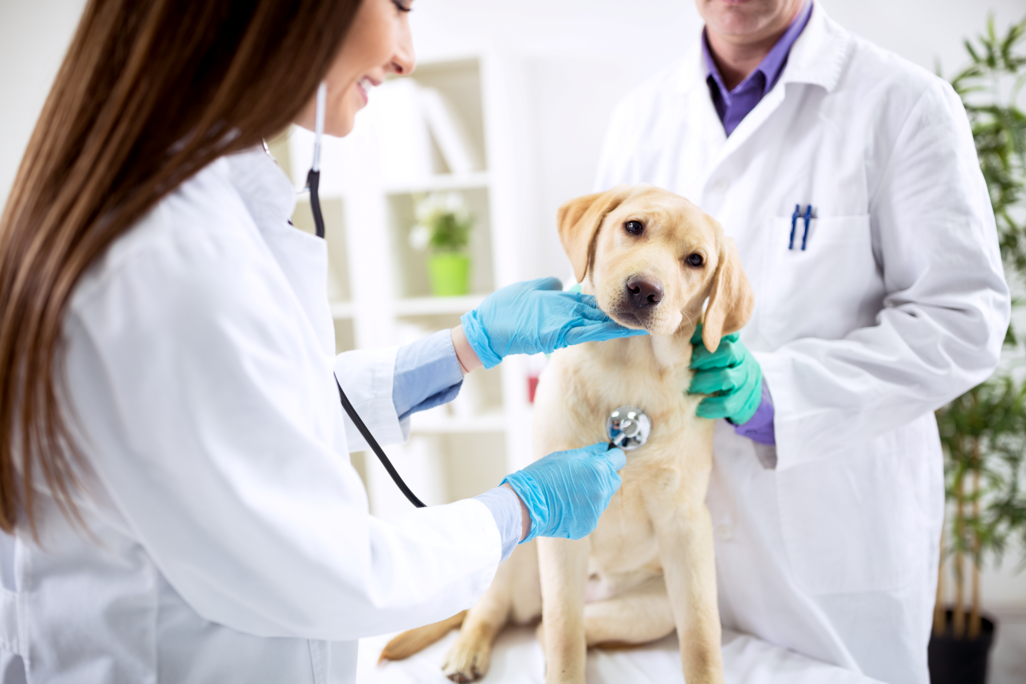 Veterinarian Career Overview | Vet Career Schools