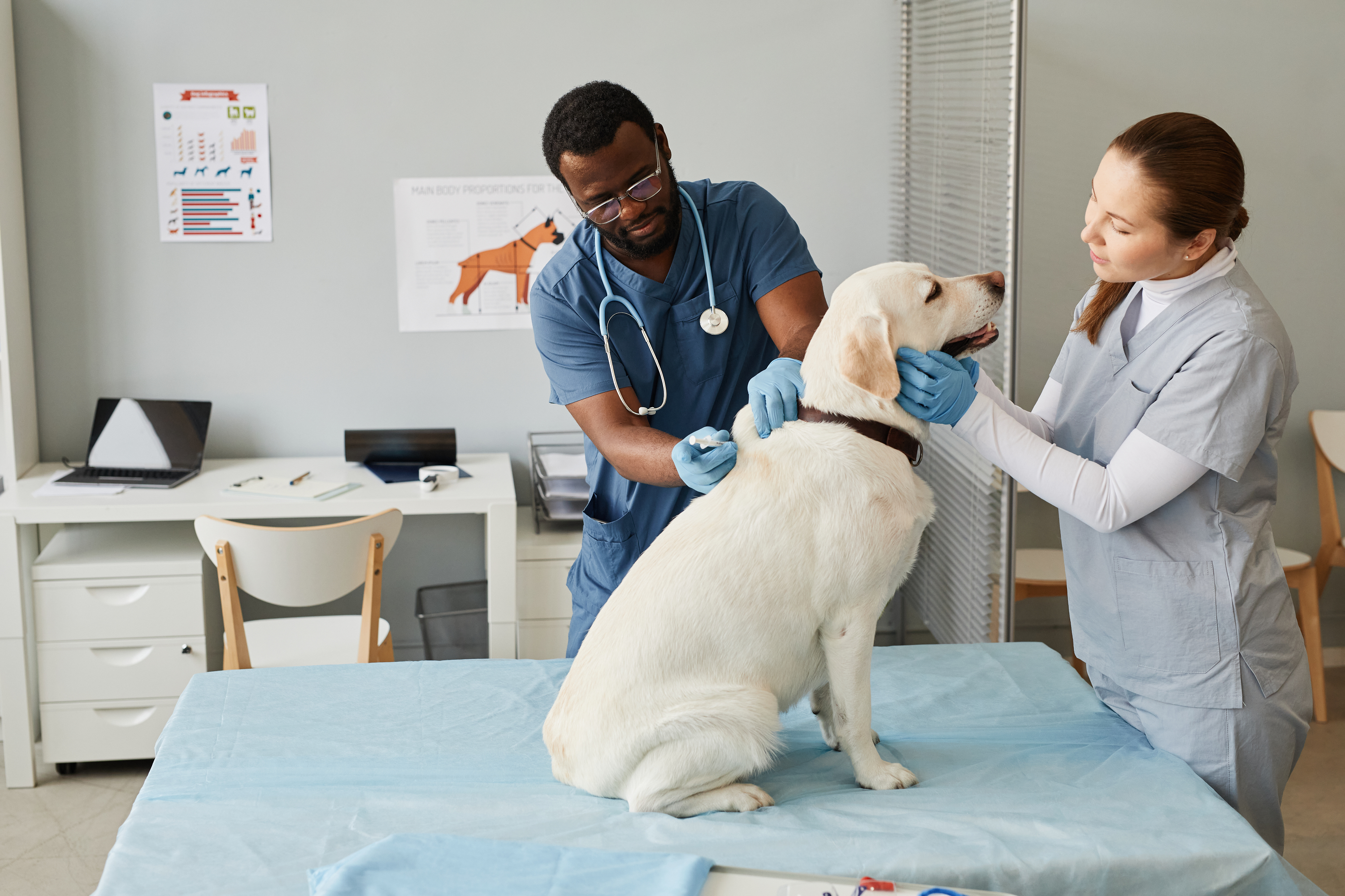 Veterinary Assistant Career Guide | Vet Career Schools