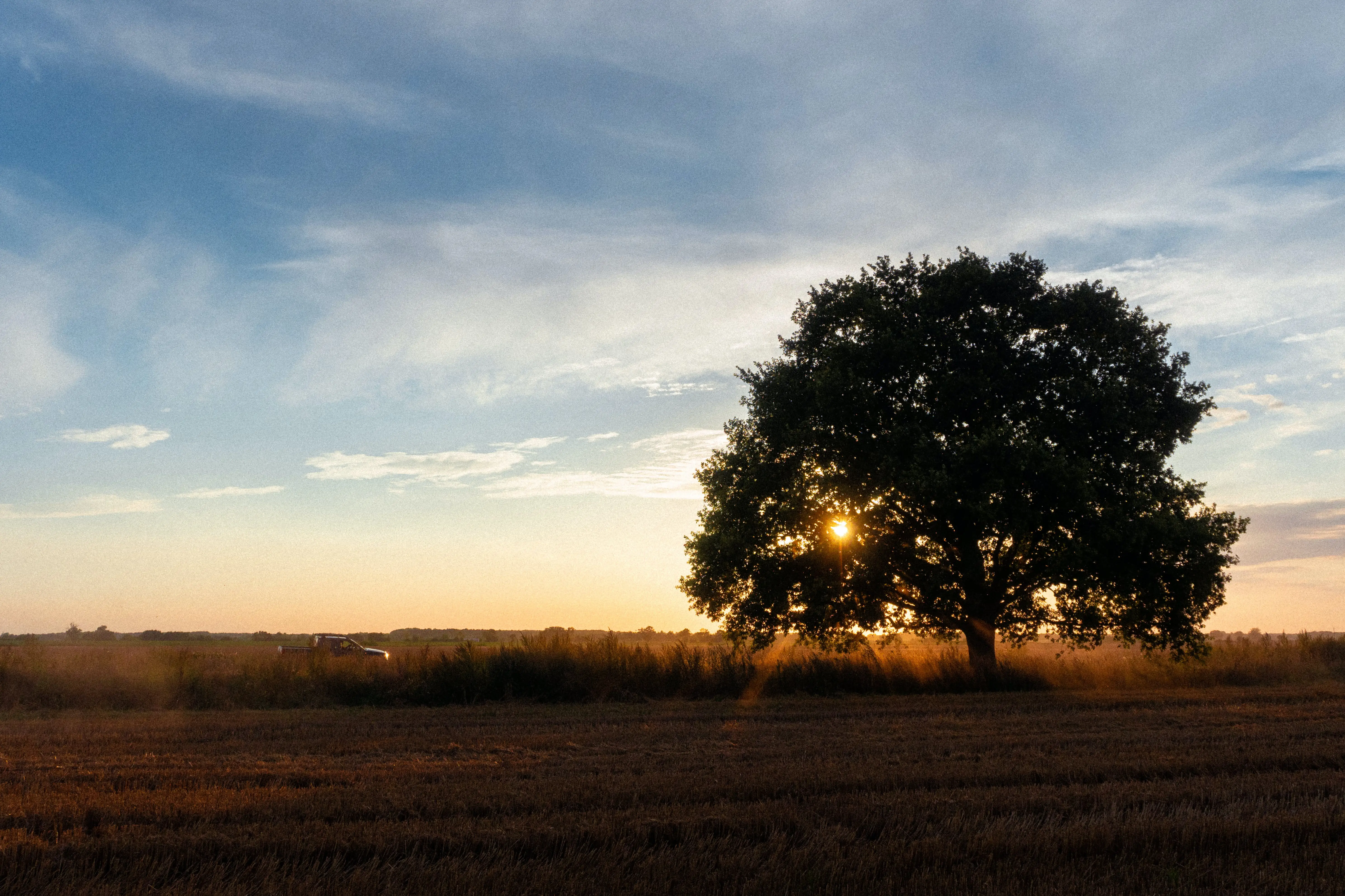 The Benefits and Practices of Tree Farming Promoting Sustainable Forest ...