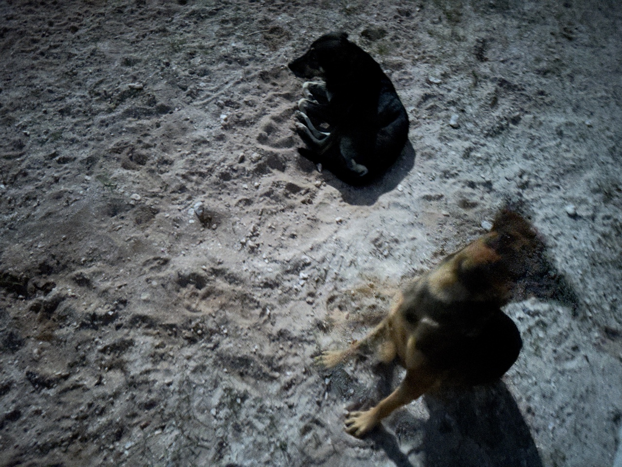 Full Moon Dogs + King Joe 1916-2023