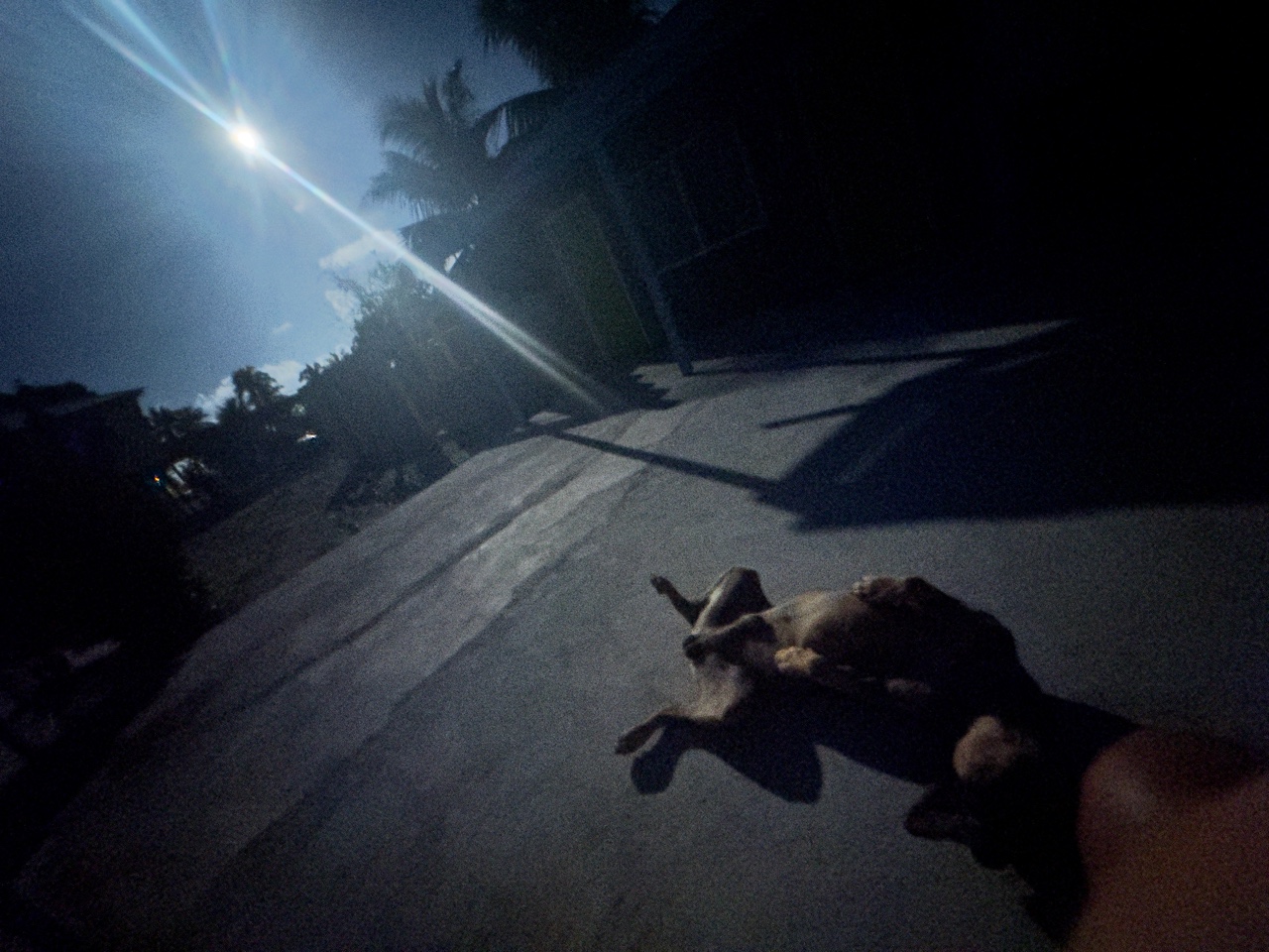 Full Moon Dogs + King Joe 1916-2023