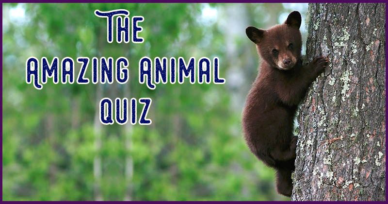 Animal Quiz