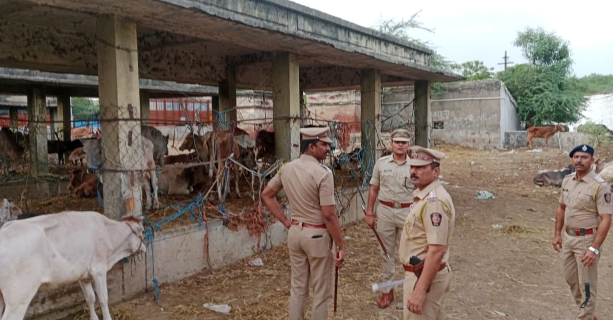 Video: Nagpur Police Rescue 238 Cattle in Kamptee Godown Raid; Five ...