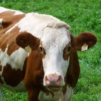 Create a Animals TIER LIST Tier List | Lomo