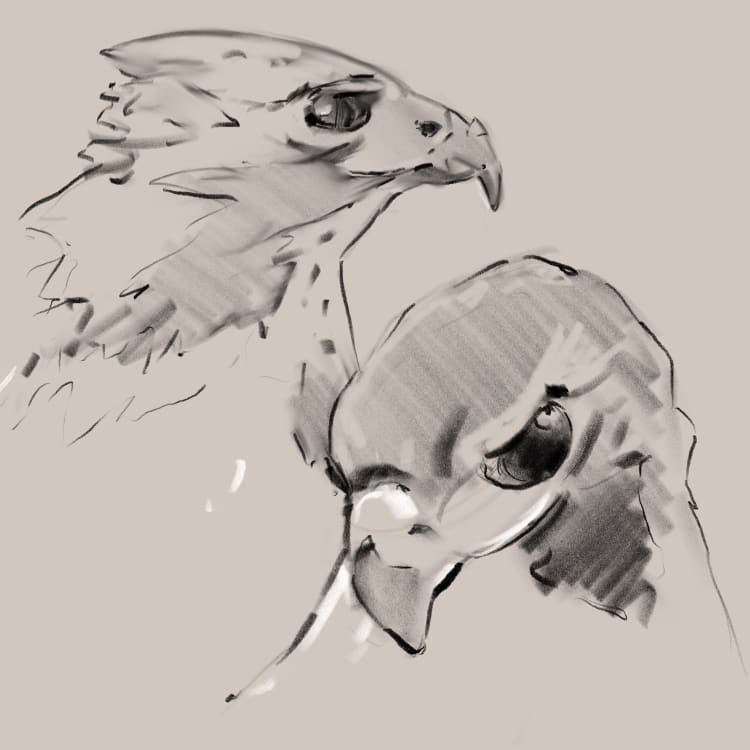 Appleton Drawing Club