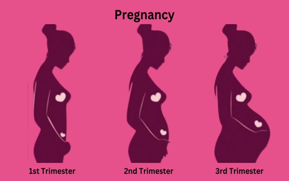your pregnancy